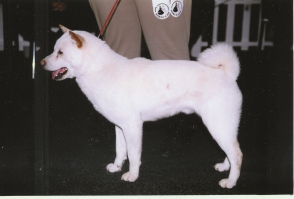 Kishu-Inu – Brit