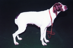 French Pointing Dog Gascogne Type – Brit