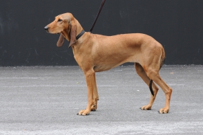 Italian Short Haired Segugio – Brit