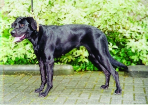 Majorca Shepherd Dog – Brit