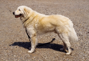 Maremma and the Abruzzes Sheepdog – Brit