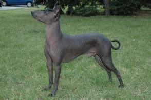 Xoloitzcuintle – Brit