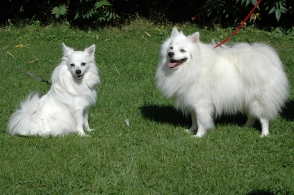 German Spitz Medium – Brit