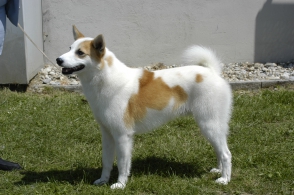 Nordic Spitz – Brit