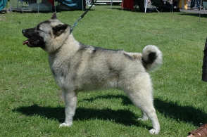 Norwegian Elkhound Grey – Brit
