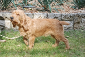 Basset Fauve de Bretagne – Brit