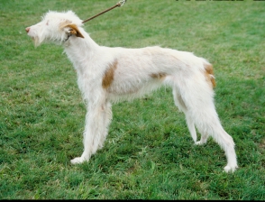 Portuguese Warren Hound - Portuguese Podengo – Brit