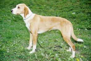 Posavatz Hound – Brit